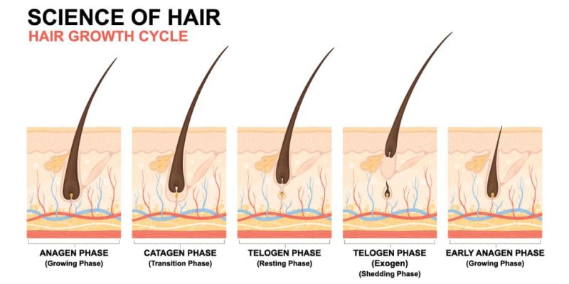 The Anatomy of the Hair Growth Cycle – The Hair Society