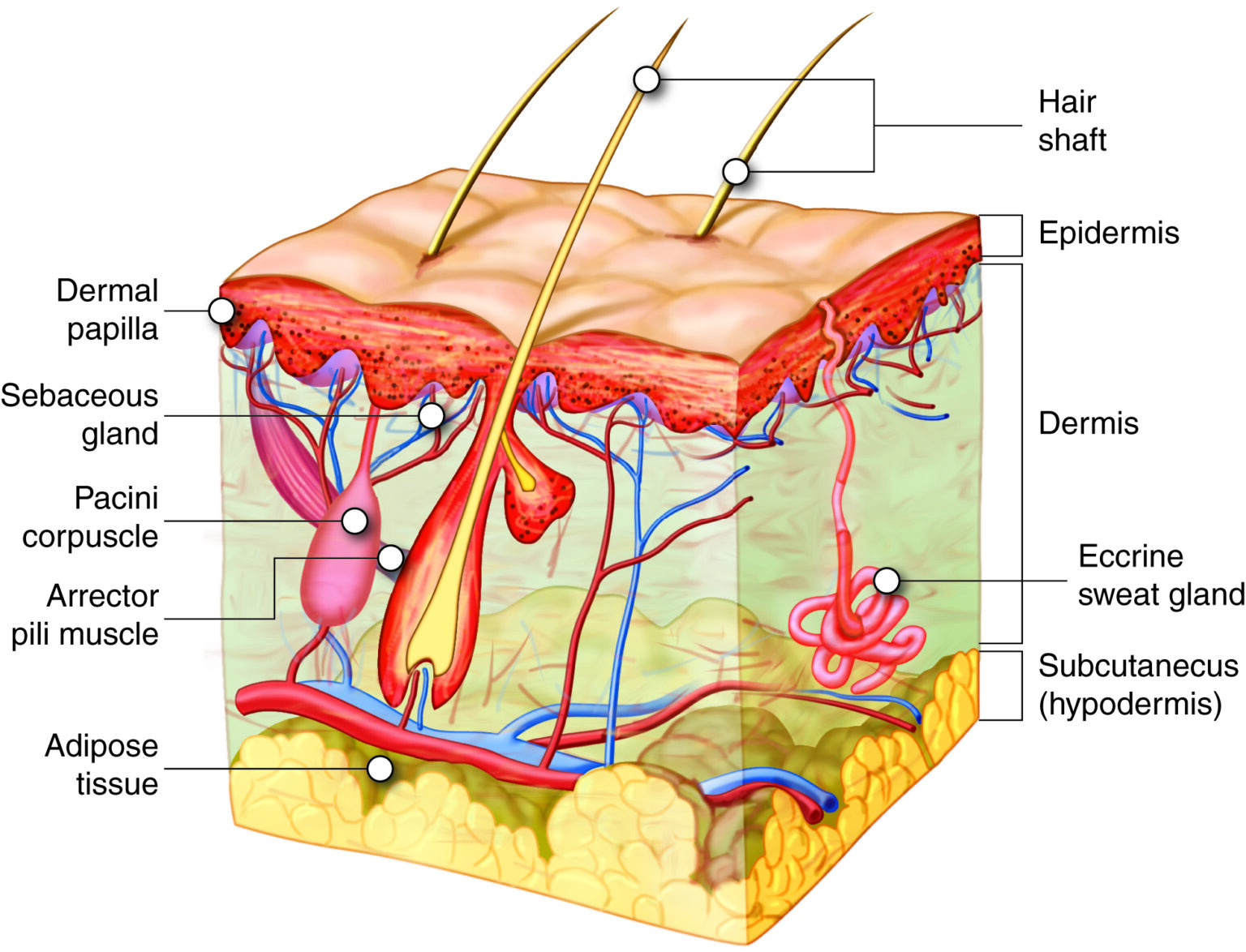 Hair Health and Growth: A Comprehensive Look at the Science, Treatments ...